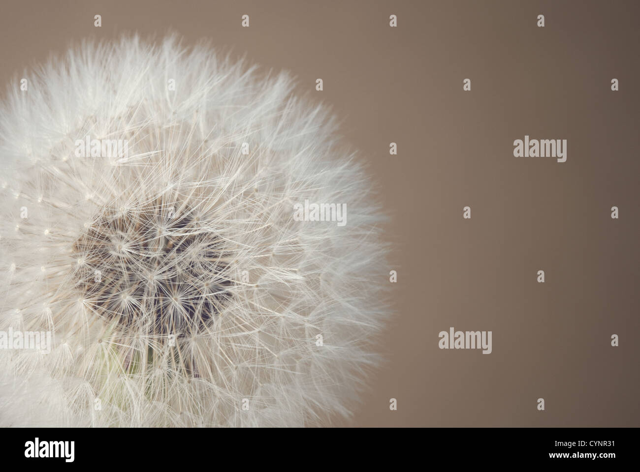 Sfondo neutro immagini e fotografie stock ad alta risoluzione - Alamy
