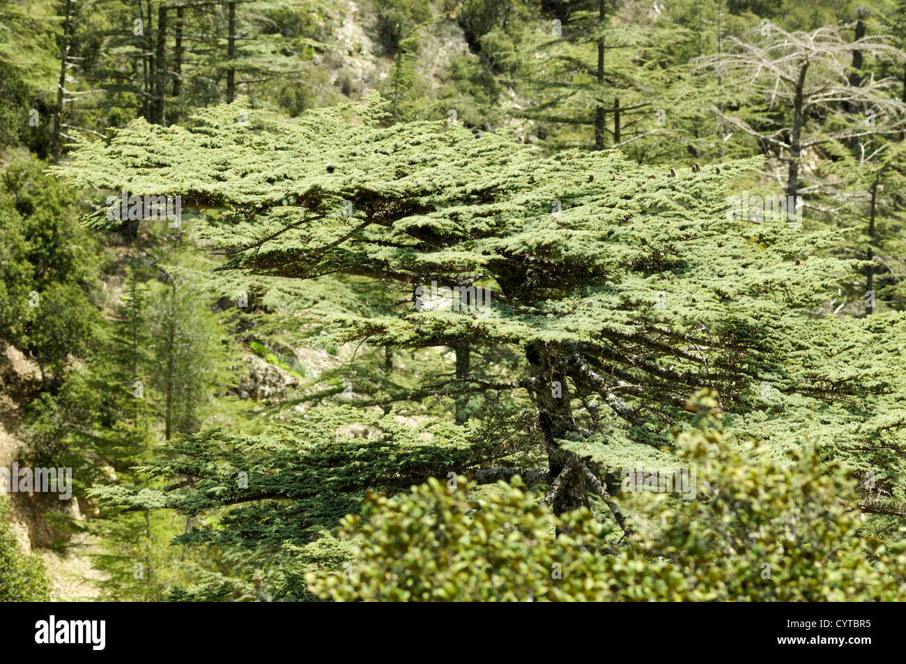Cedrus brevifolia cyprus cedar tree immagini e fotografie stock ad alta ...