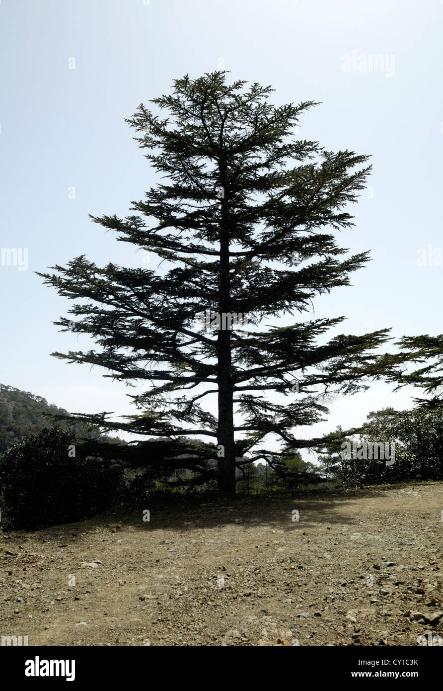 Sagoma di albero di cedro immagini e fotografie stock ad alta ...