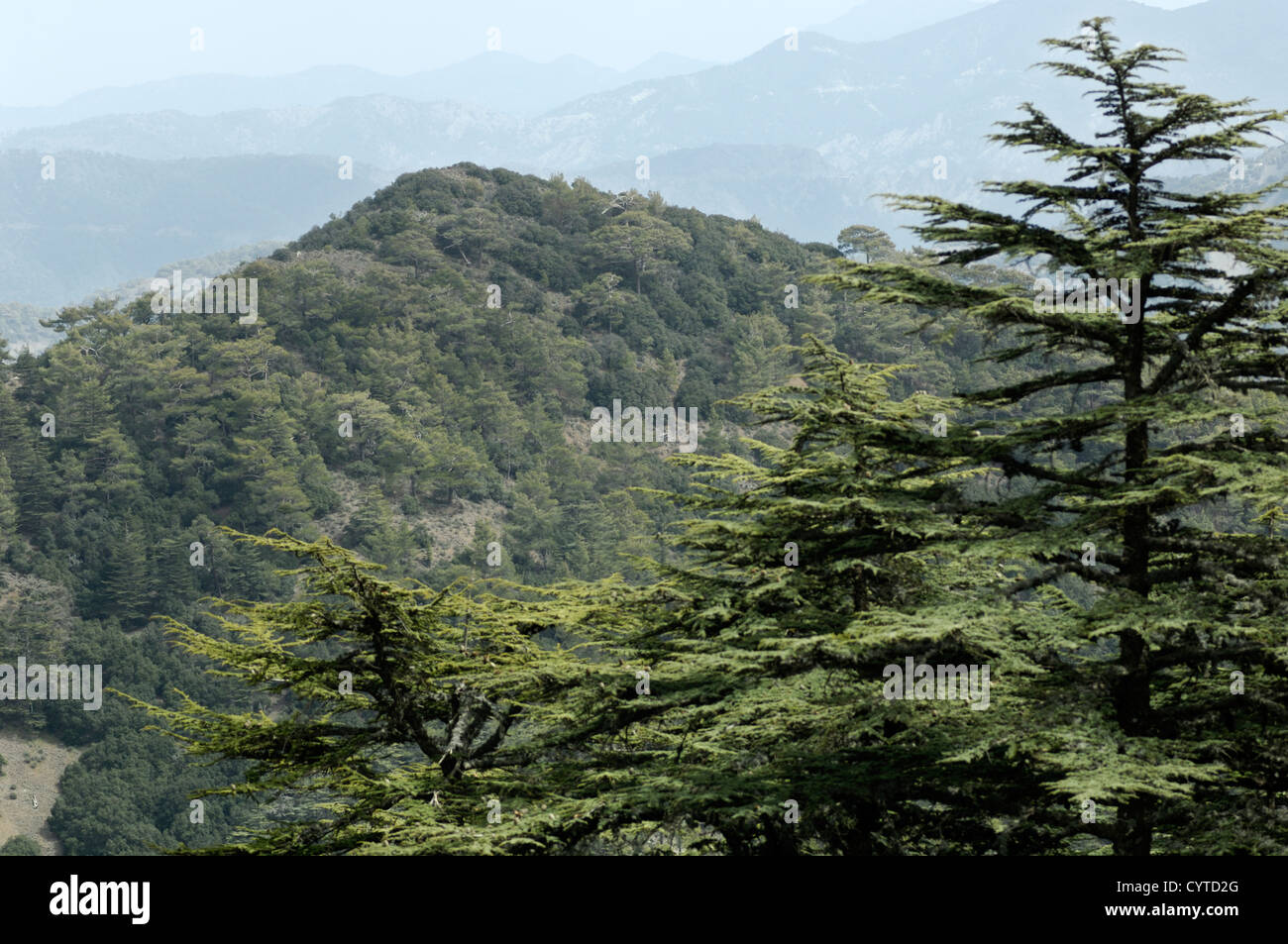 Cedrus brevifolia cyprus cedar tree immagini e fotografie stock ad alta ...