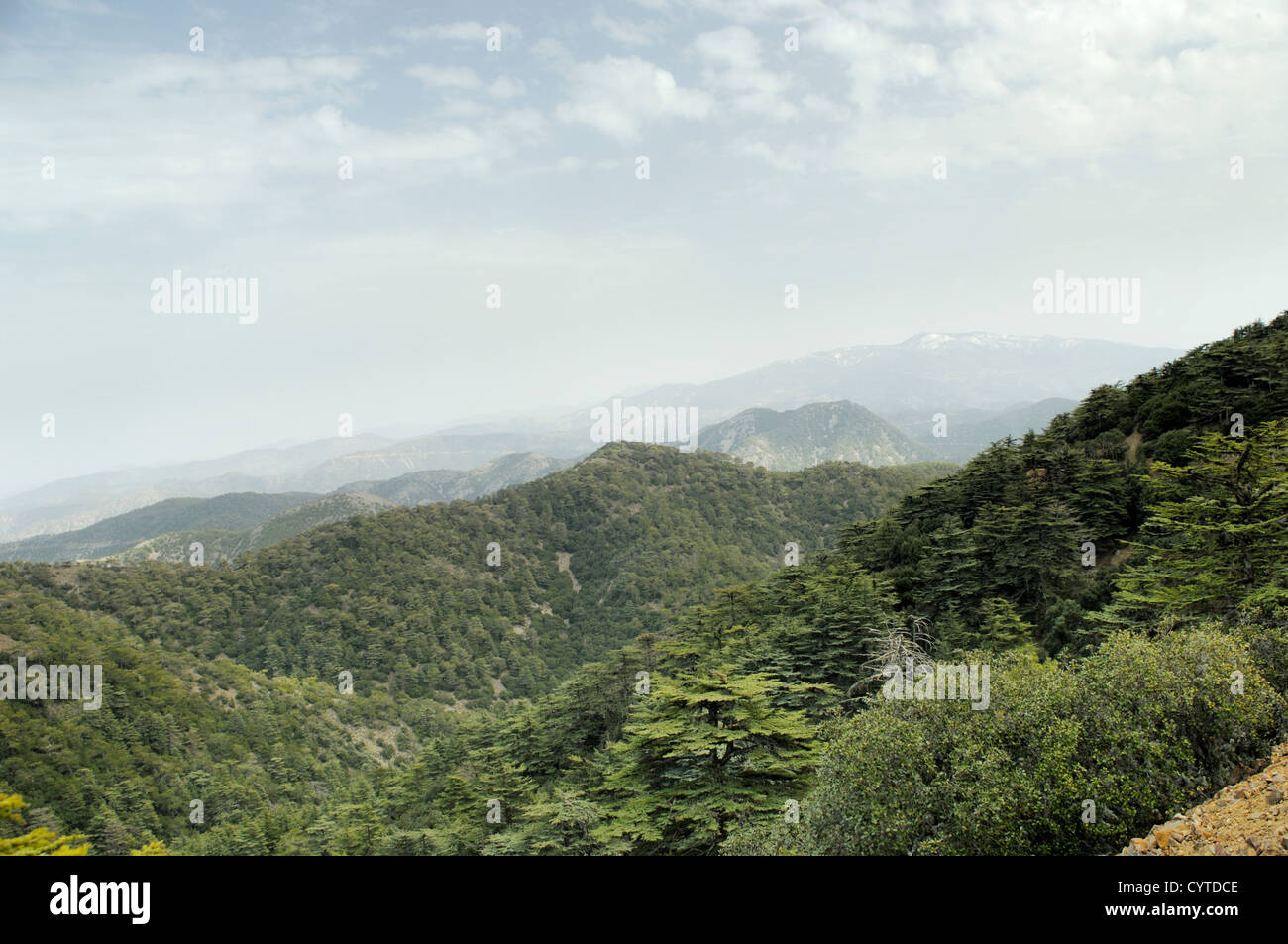 Cedrus brevifolia cyprus cedar tree immagini e fotografie stock ad alta ...
