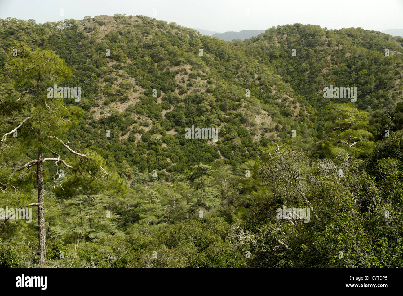 Cedrus brevifolia cyprus cedar tree immagini e fotografie stock ad alta ...