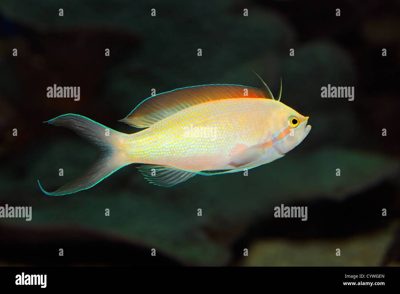 Pesce sott'acqua colorato immagini e fotografie stock ad alta ...