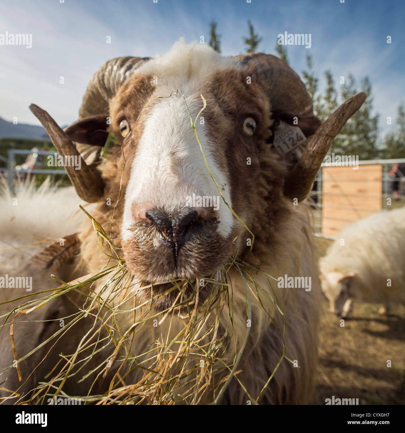 Le pecore mangiano immagini e fotografie stock ad alta risoluzione - Alamy