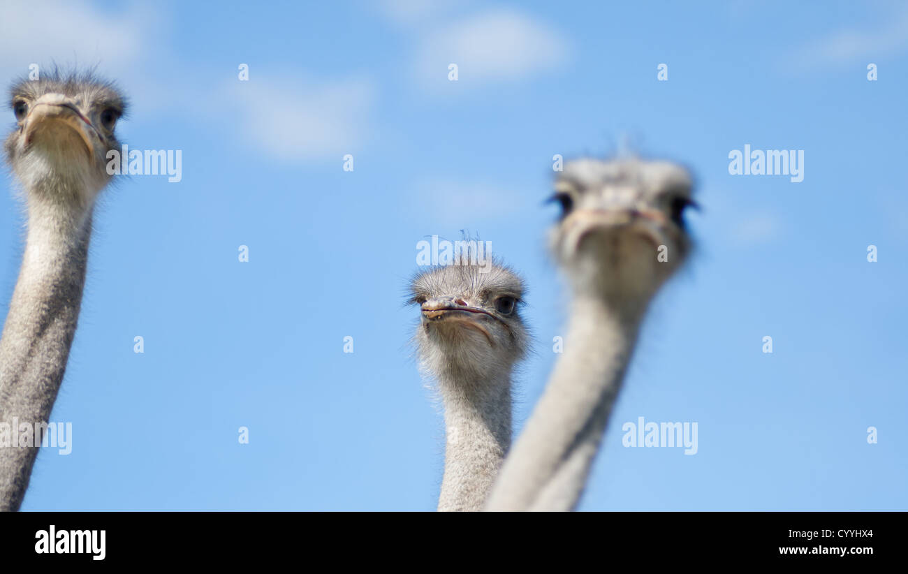 Tre teste femminili immagini e fotografie stock ad alta risoluzione - Alamy