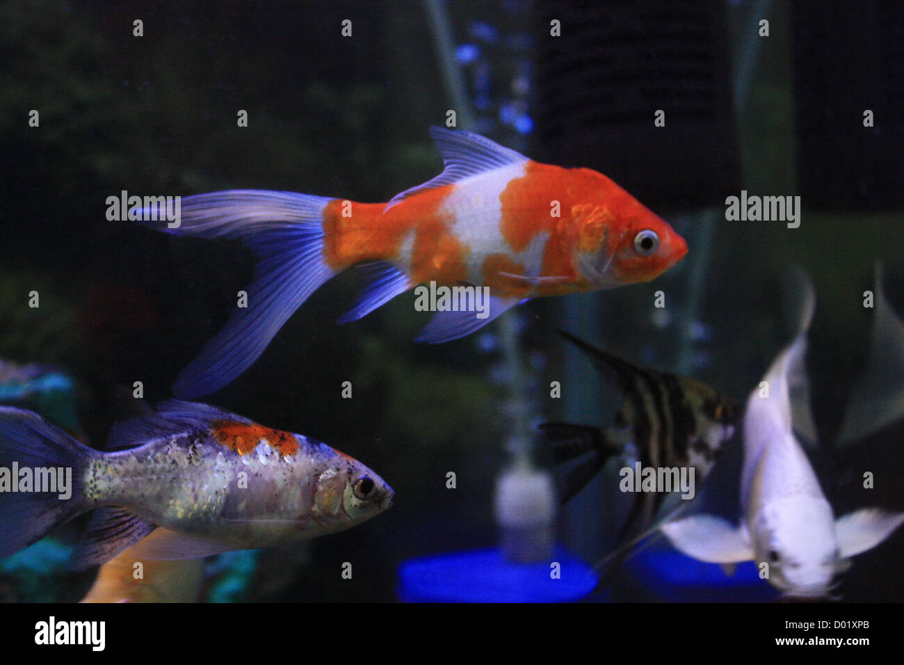 Pesci di acqua dolce, pesci d'acquario, pesci tropicali, immagini di ...