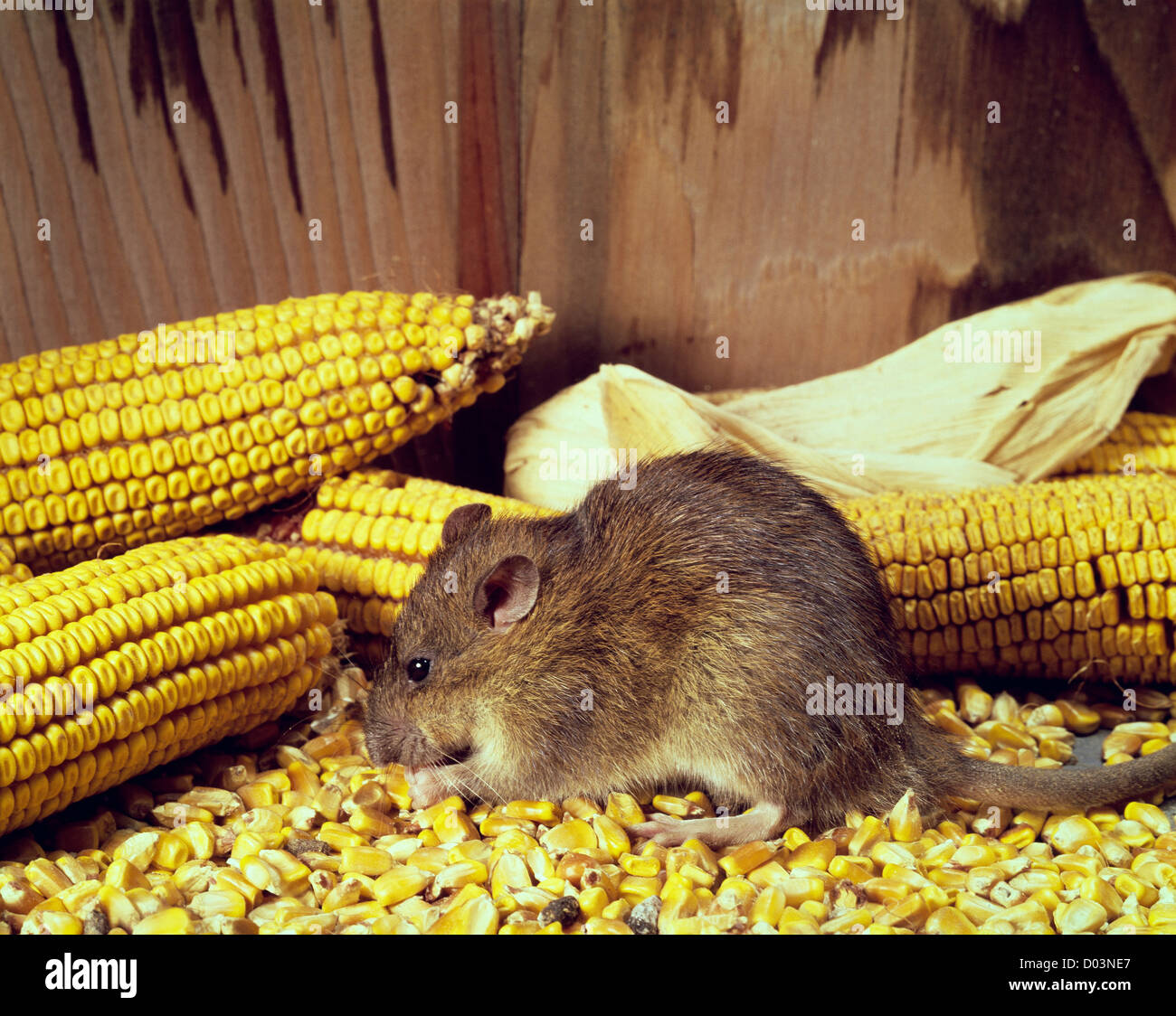 Ratto a coda immagini e fotografie stock ad alta risoluzione - Alamy
