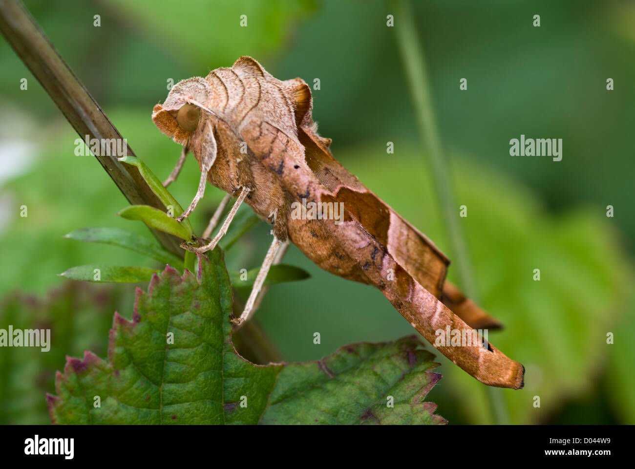 Falena marrone immagini e fotografie stock ad alta risoluzione - Alamy