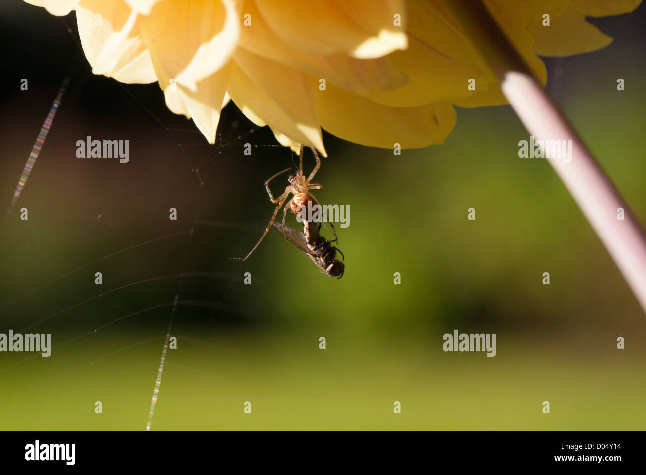 Flores insectos flora y fauna immagini e fotografie stock ad alta ...