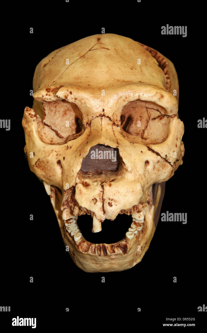 Homo heidelbergensis immagini e fotografie stock ad alta risoluzione ...