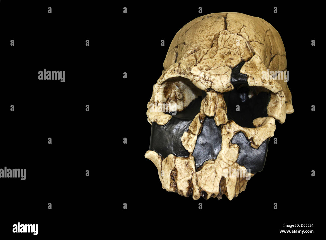 Homo rudolfensis immagini e fotografie stock ad alta risoluzione - Alamy