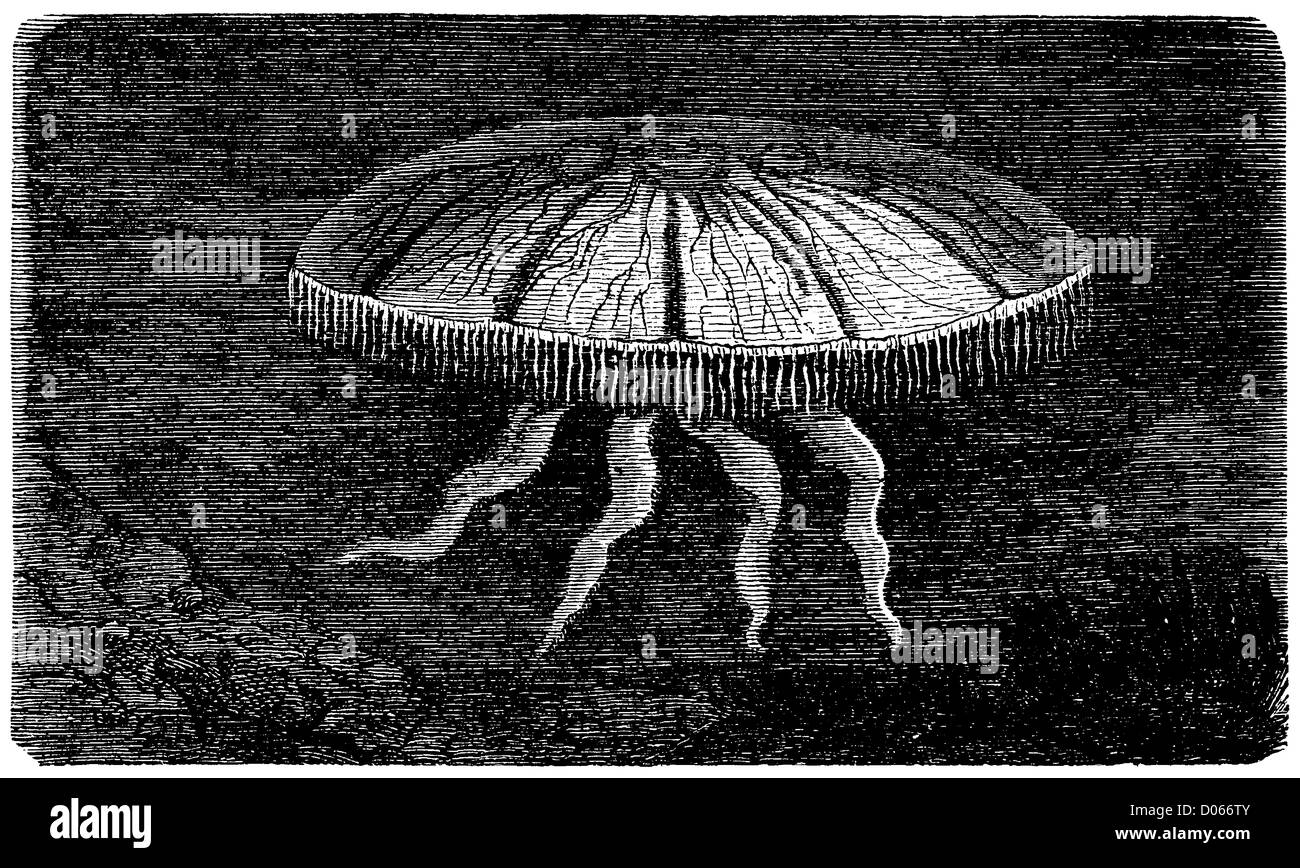 Disegno di medusa immagini e fotografie stock ad alta risoluzione - Alamy