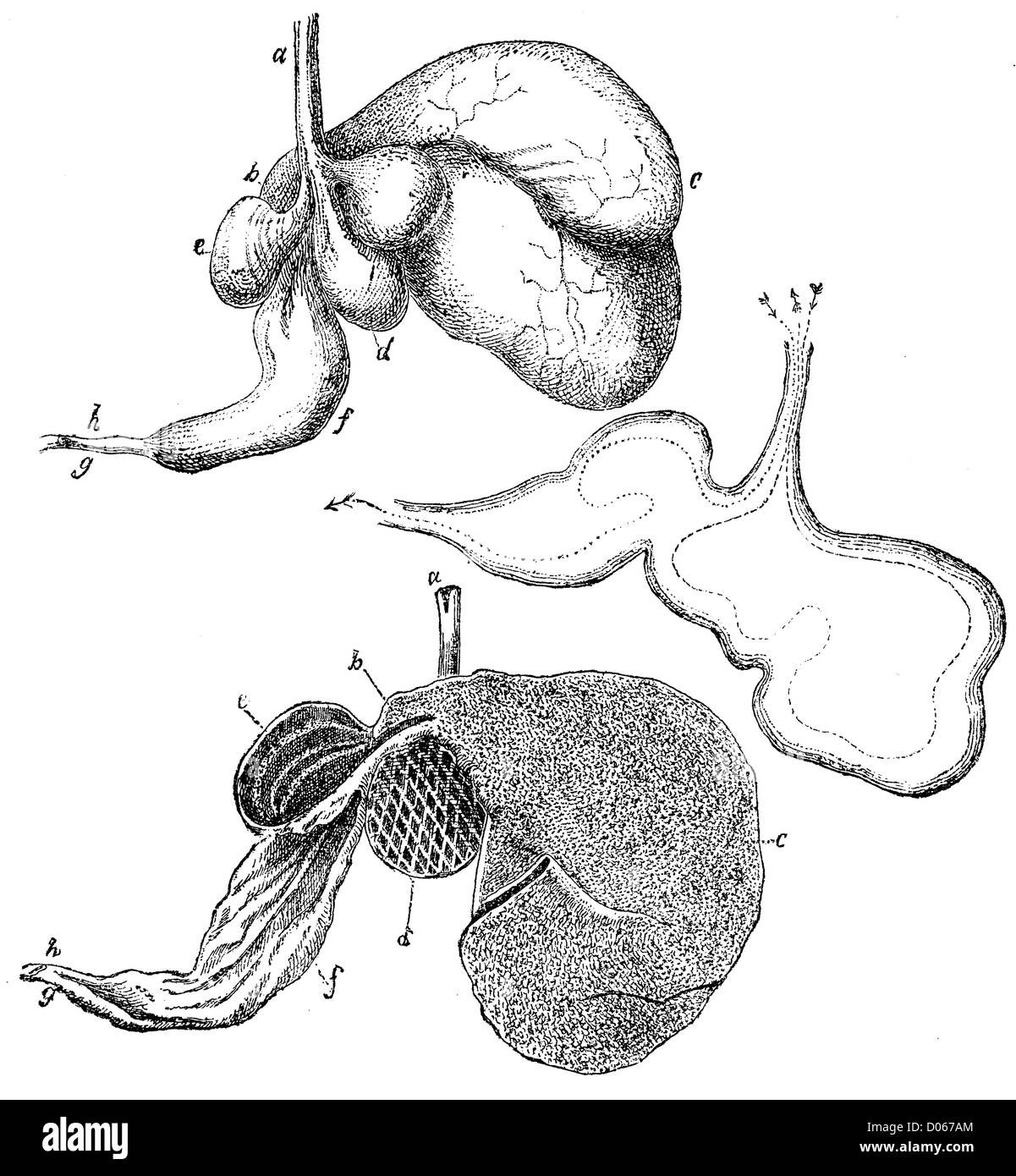 Il tuo stomaco immagini e fotografie stock ad alta risoluzione - Alamy
