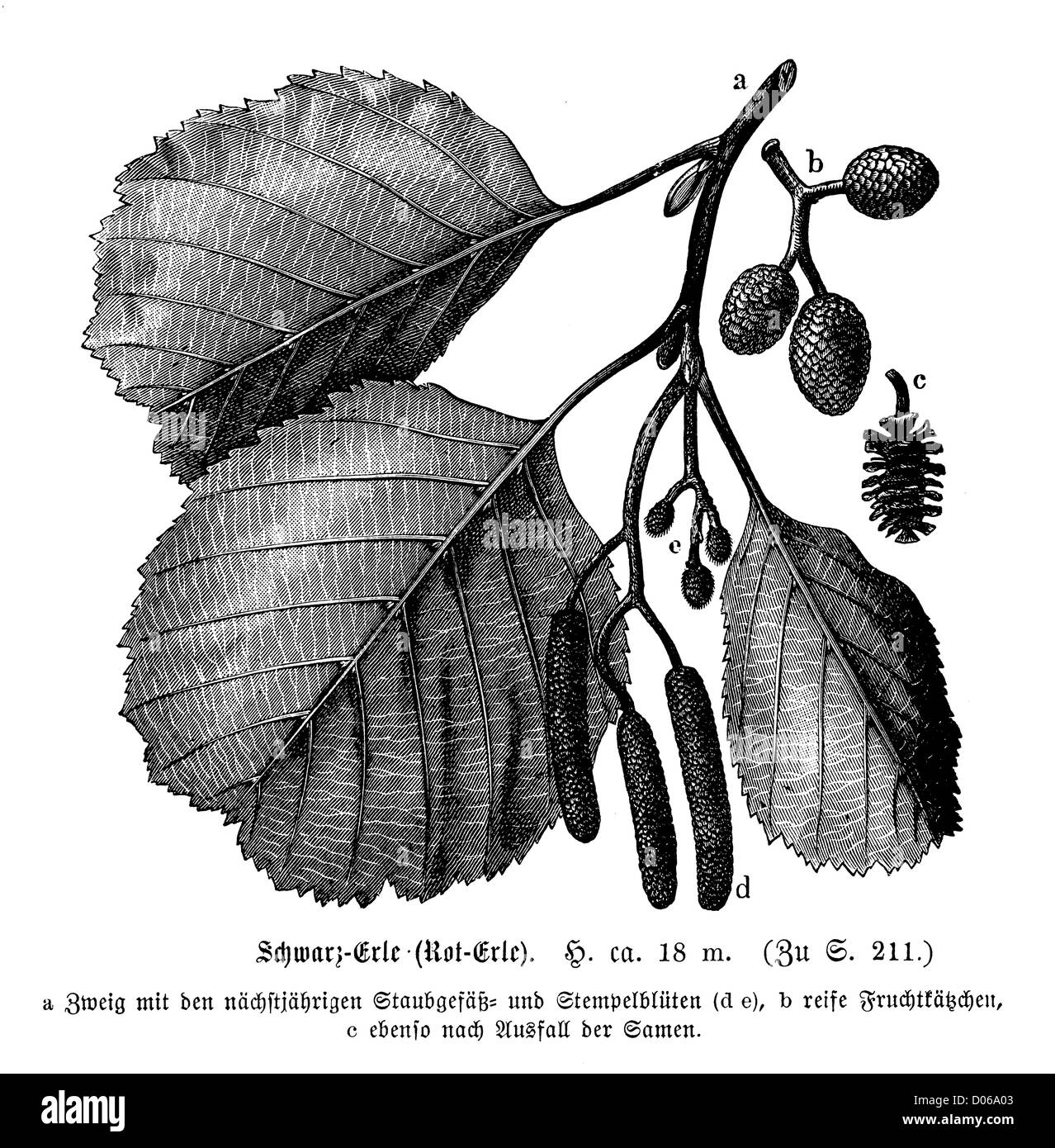 L'ontano nero disegno immagini e fotografie stock ad alta risoluzione ...