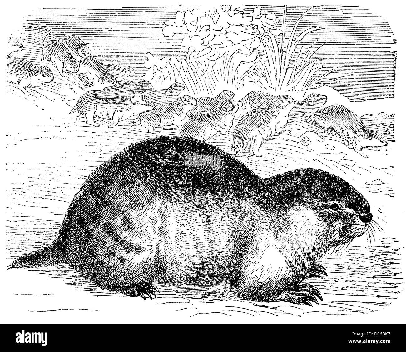 Lemming drawing immagini e fotografie stock ad alta risoluzione - Alamy
