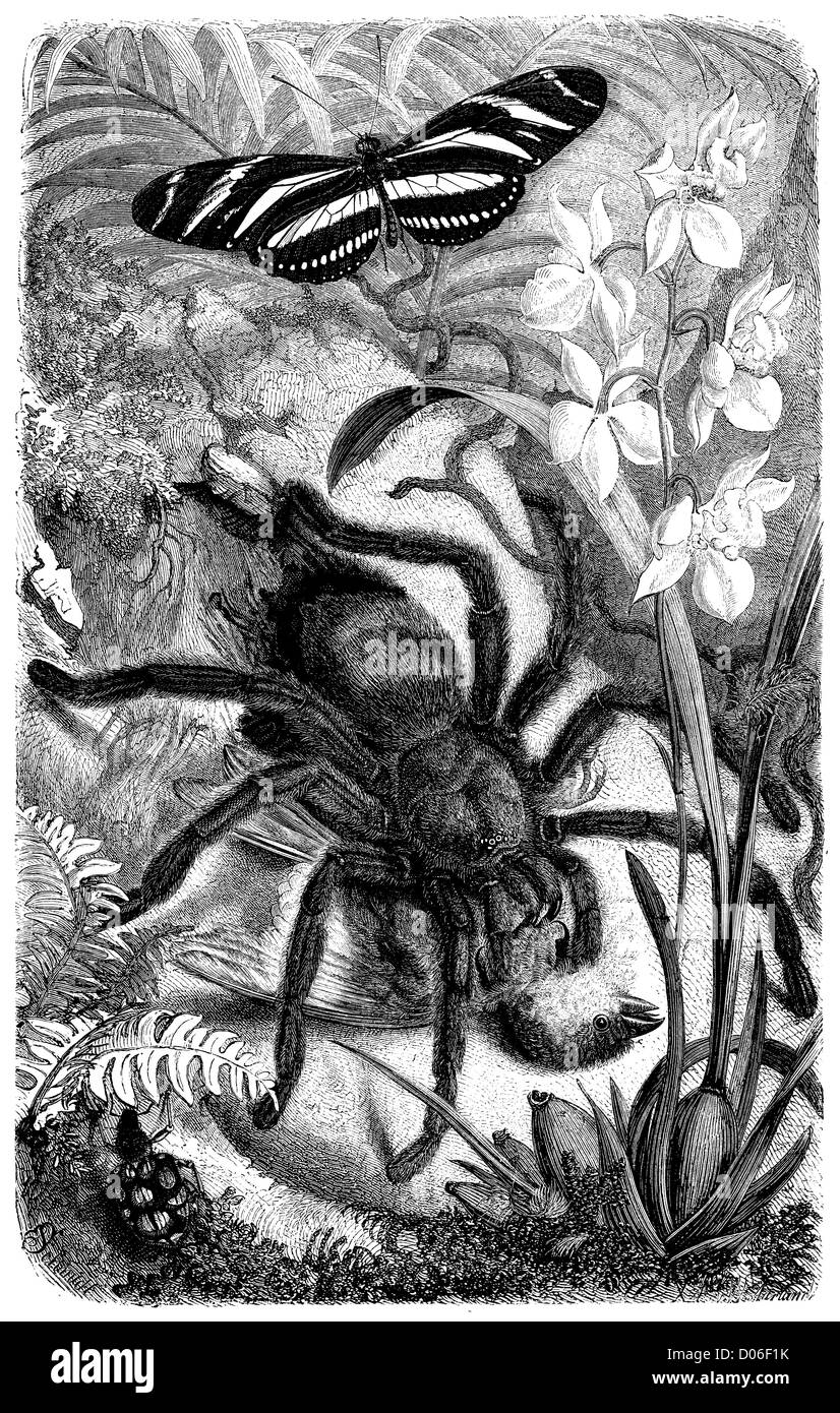 Tarantola nera immagini e fotografie stock ad alta risoluzione - Alamy