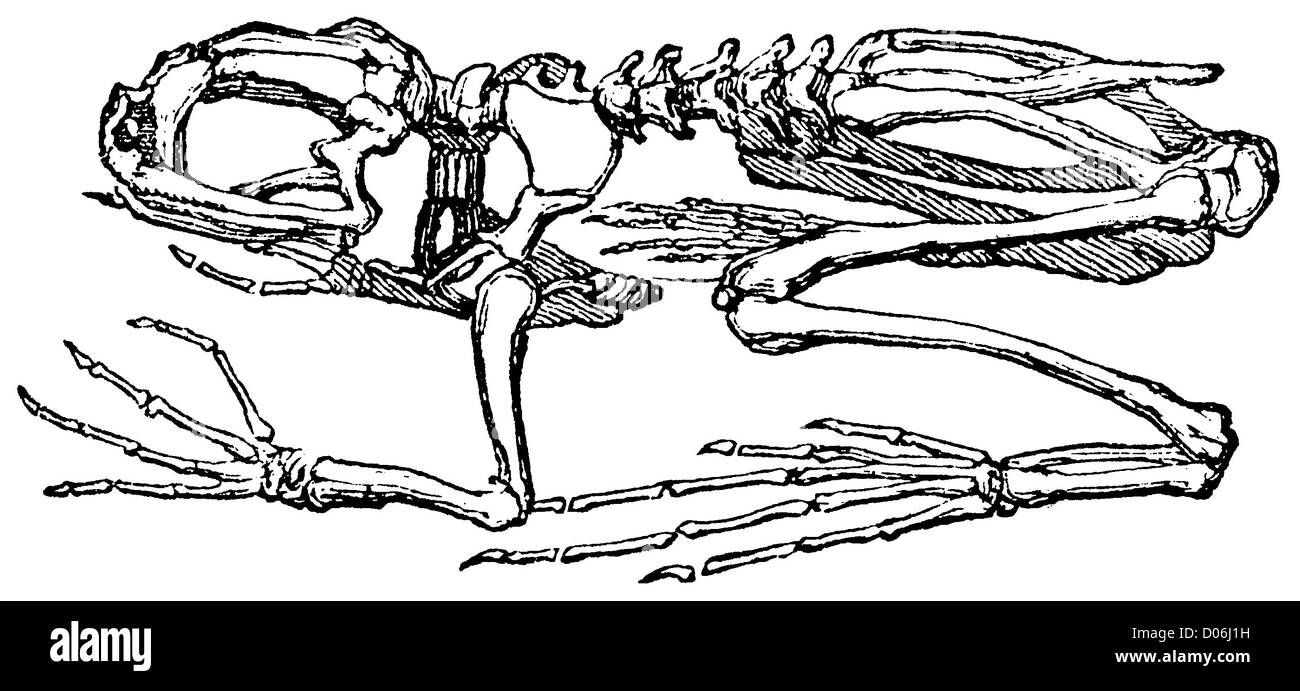 Frog skeleton immagini e fotografie stock ad alta risoluzione - Alamy