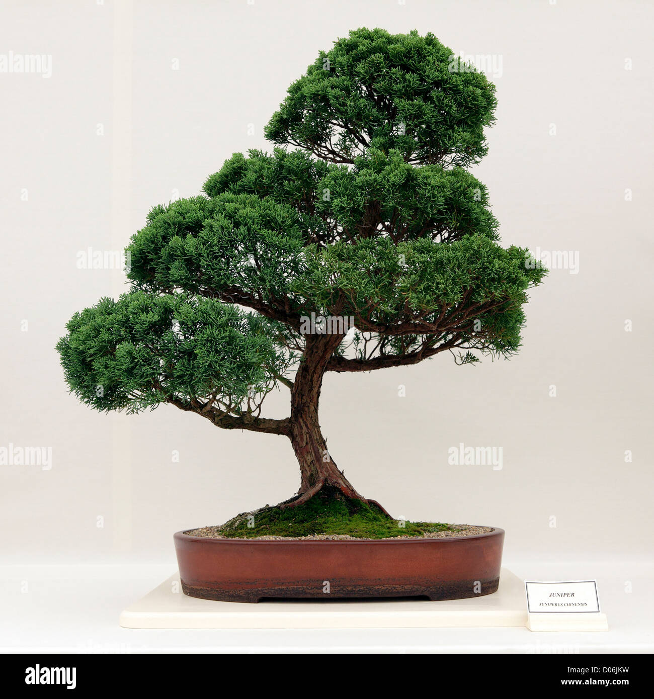 Ginepro cinese juniperus chinensis immagini e fotografie stock ad alta ...