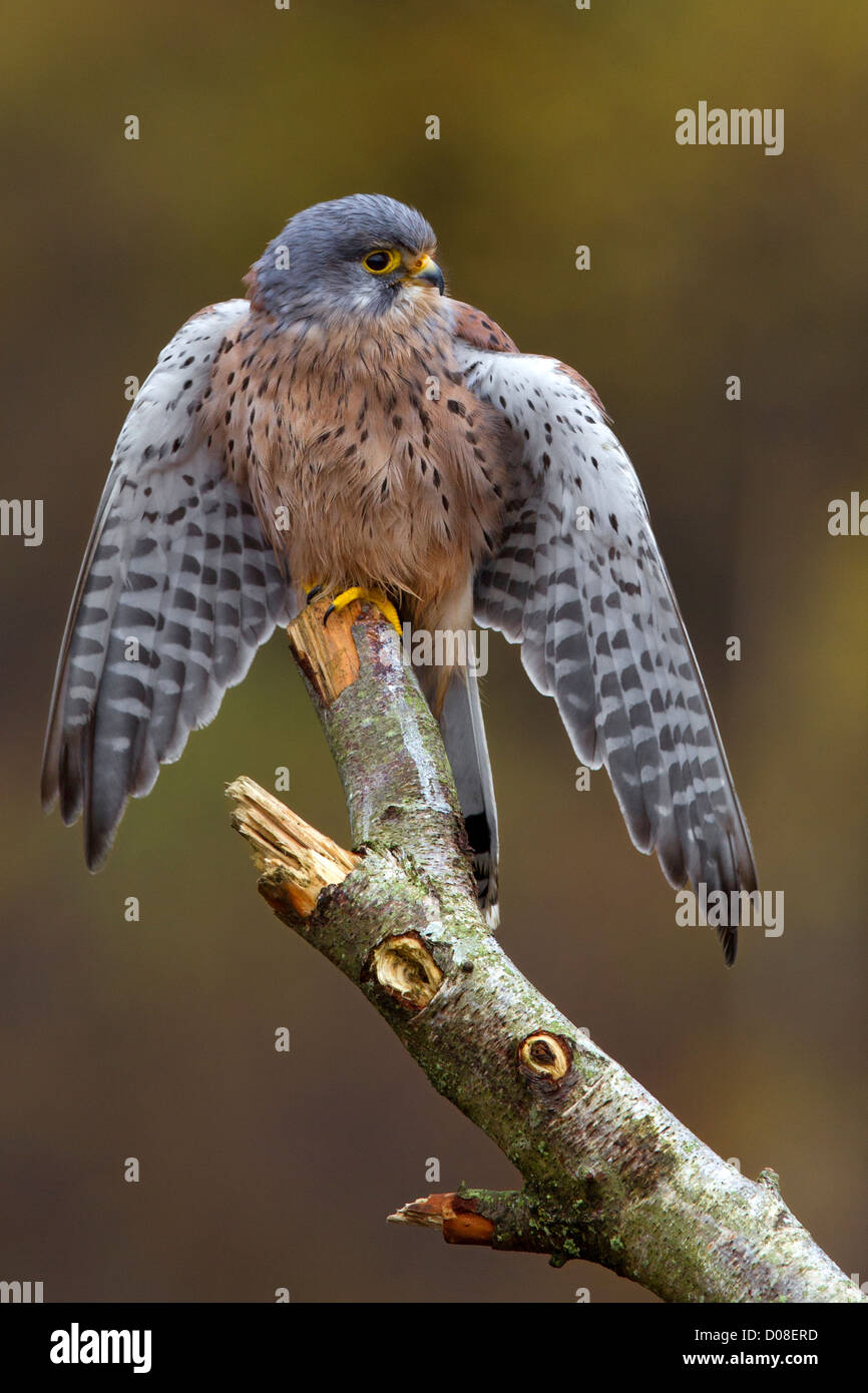 Falco tinnuncolo maschio immagini e fotografie stock ad alta ...