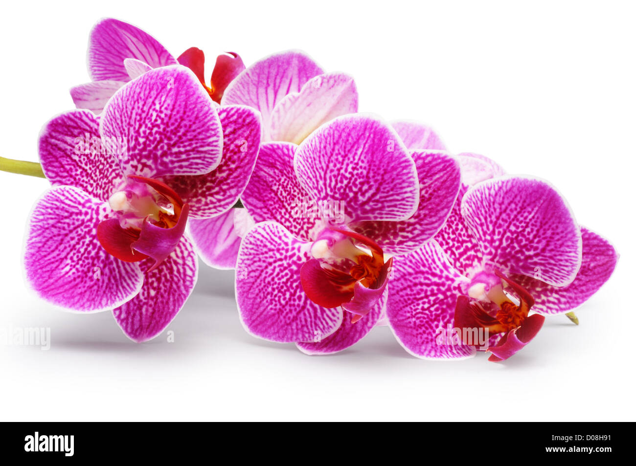 Orchidee colorate Immagini senza sfondo e Foto Stock ritagliate - Alamy