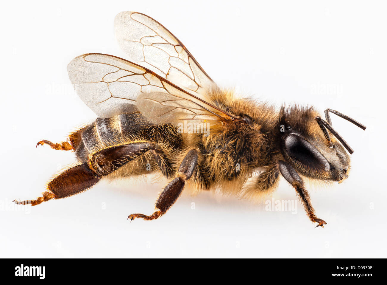 Miele delle api apis mellifera mellifera Immagini senza sfondo e Foto ...