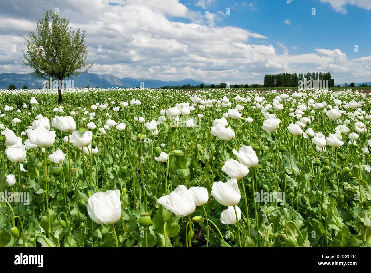 Di papavero da oppio, campo (Papaver somniferum), Turchia Foto stock ...