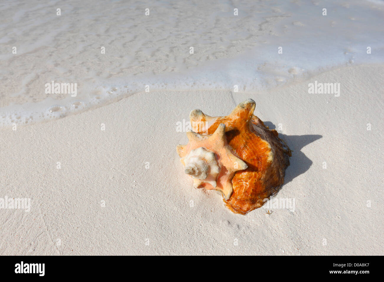 Queen conch shell immagini e fotografie stock ad alta risoluzione - Alamy