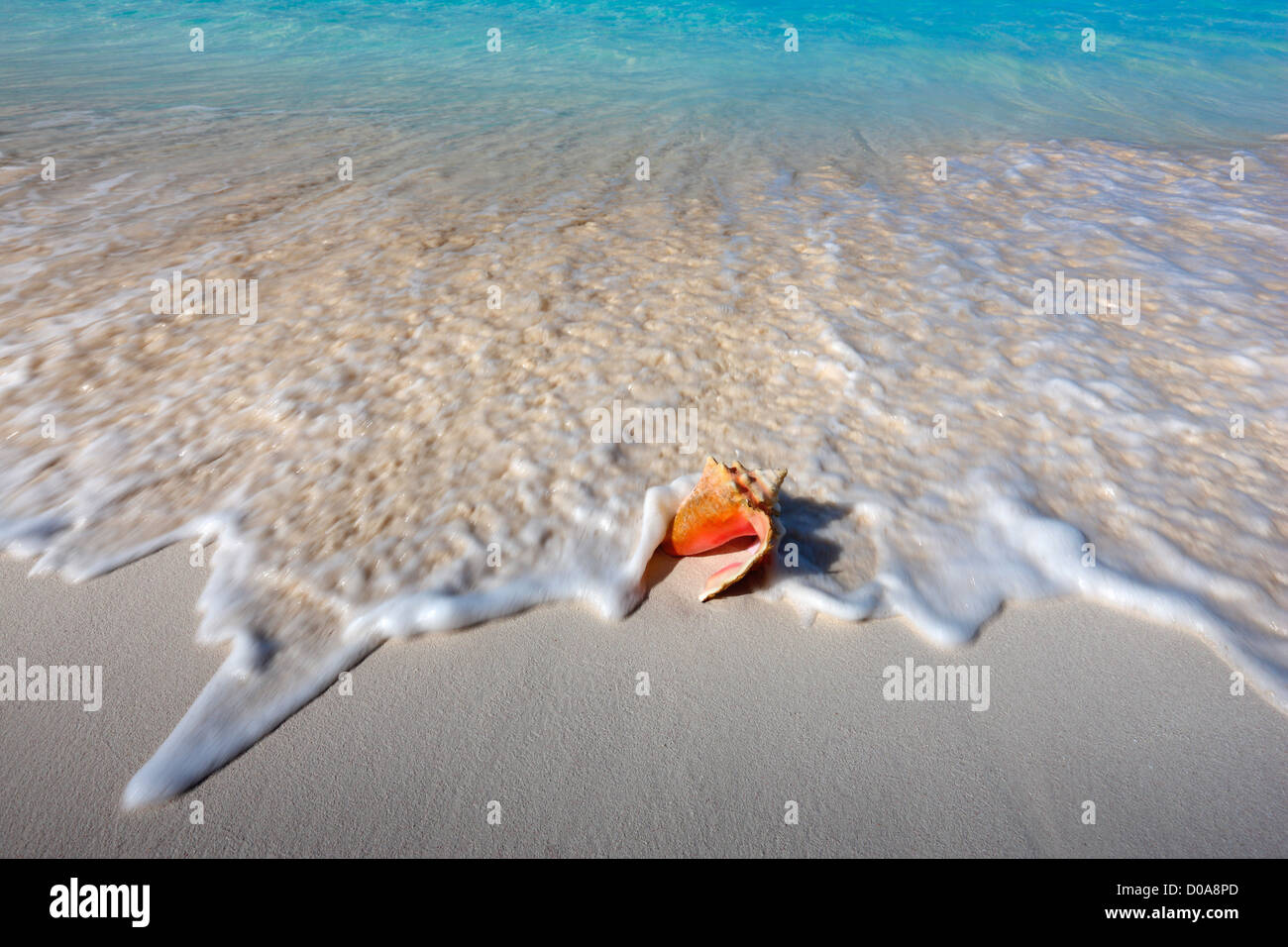 Queen conch shell immagini e fotografie stock ad alta risoluzione - Alamy