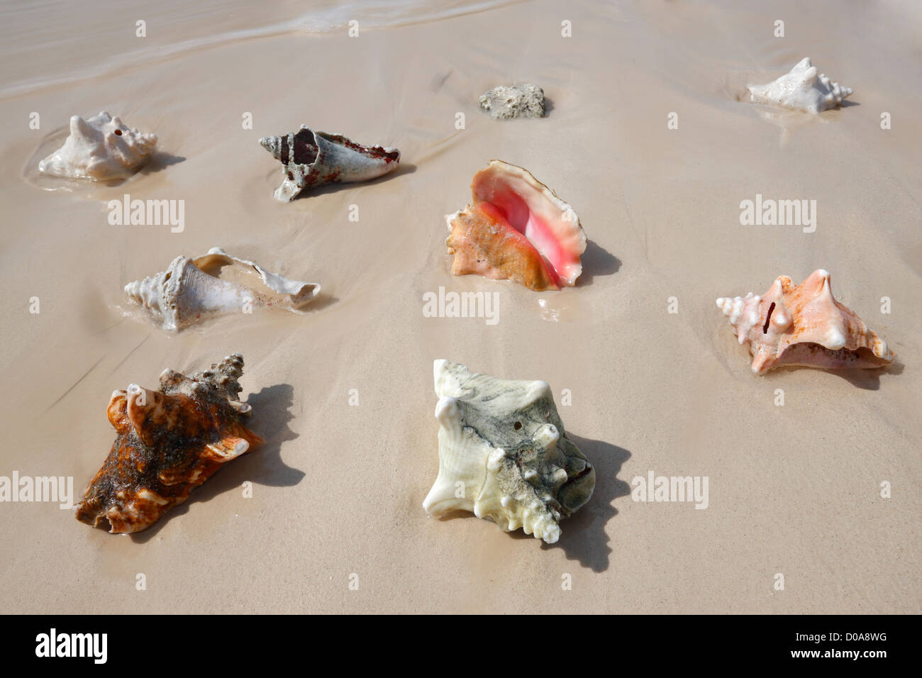 Queen conch shell immagini e fotografie stock ad alta risoluzione - Alamy