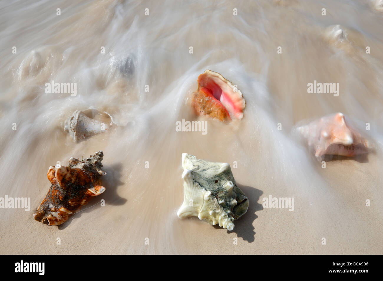 Conchiglia d lunga immagini e fotografie stock ad alta risoluzione - Alamy