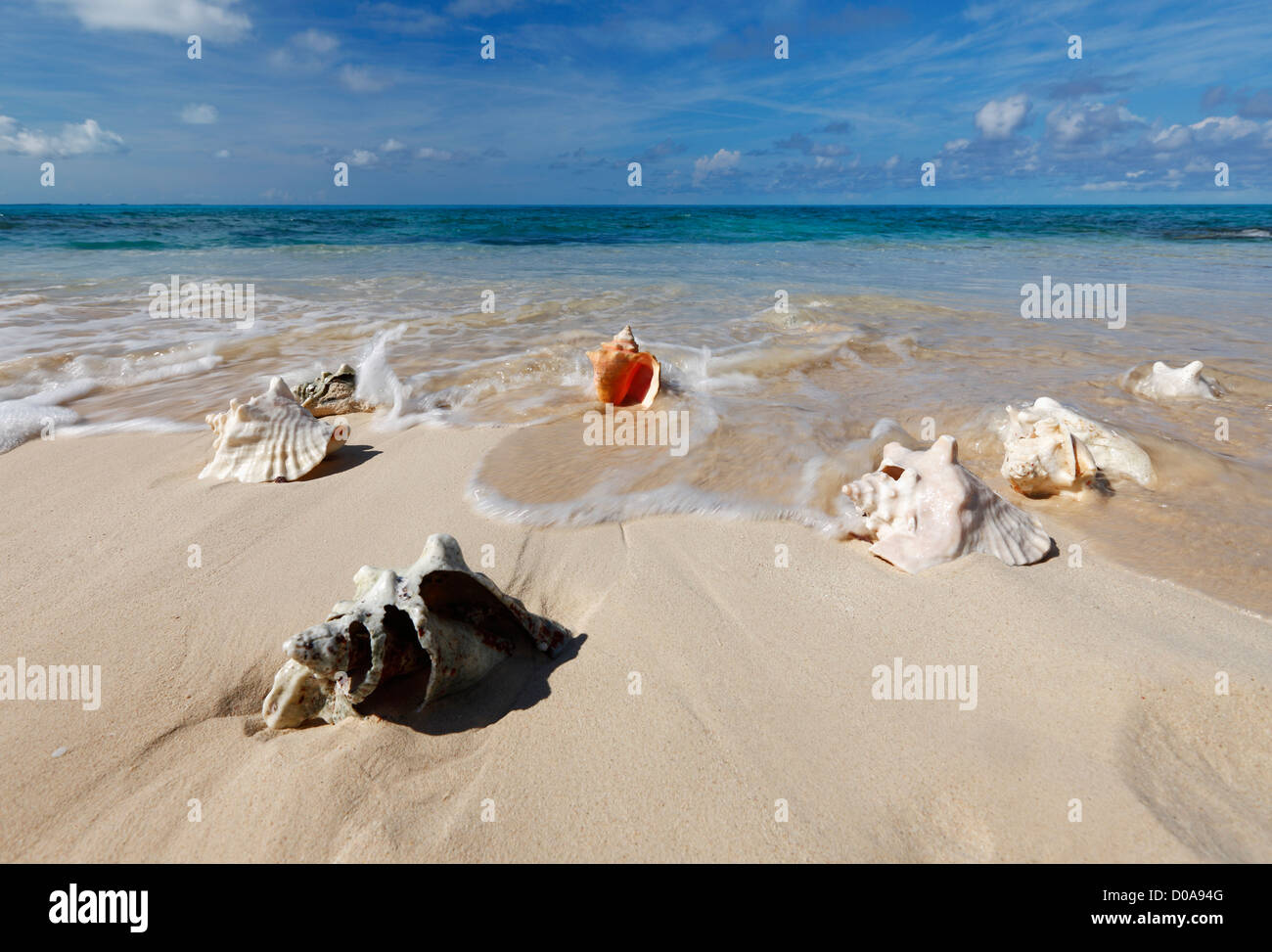 Queen conch shell immagini e fotografie stock ad alta risoluzione - Alamy