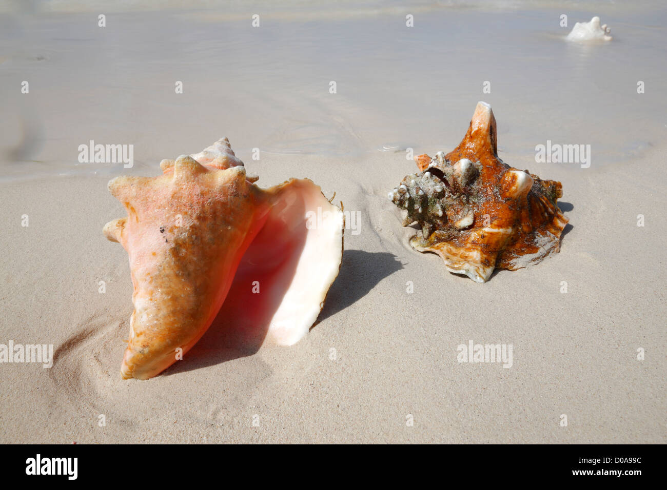 Conchiglia d lunga immagini e fotografie stock ad alta risoluzione - Alamy