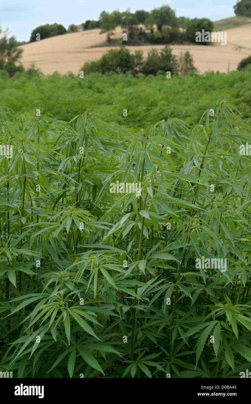 Piante di canapa cannabaceae immagini e fotografie stock ad alta ...