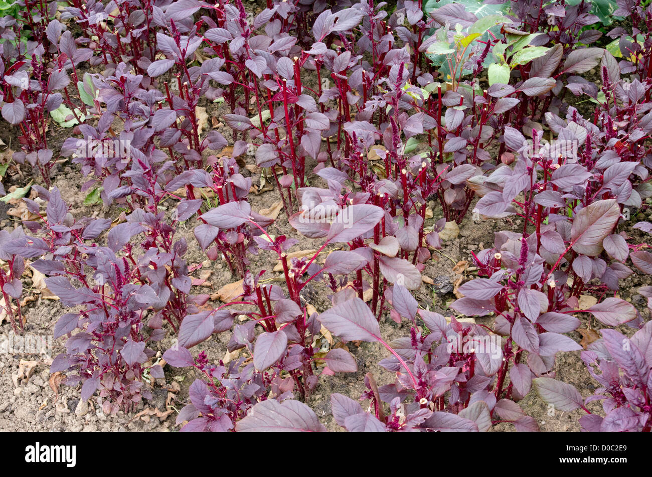 Colore amaranto immagini e fotografie stock ad alta risoluzione - Alamy