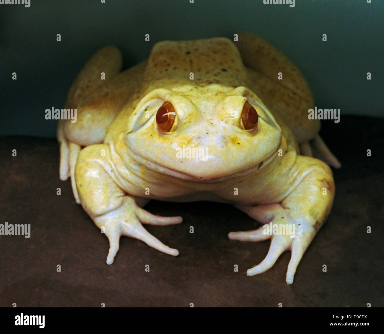 Acquario americano della rana toro immagini e fotografie stock ad alta ...