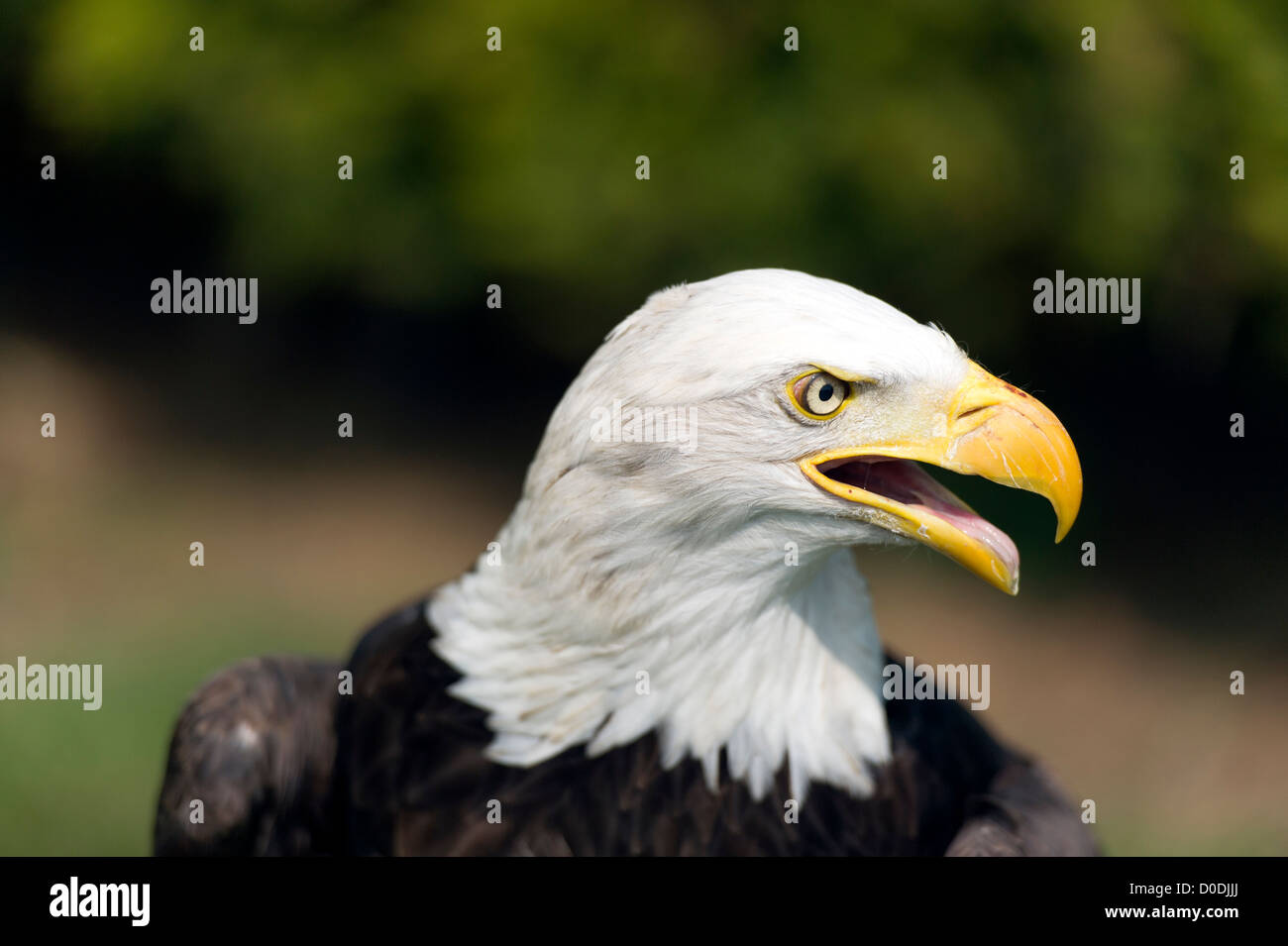 Primo piano di aquila calva immagini e fotografie stock ad alta ...