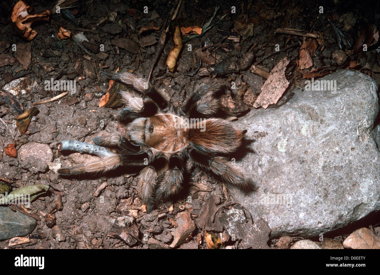 Tarantola del deserto occidentale immagini e fotografie stock ad alta ...