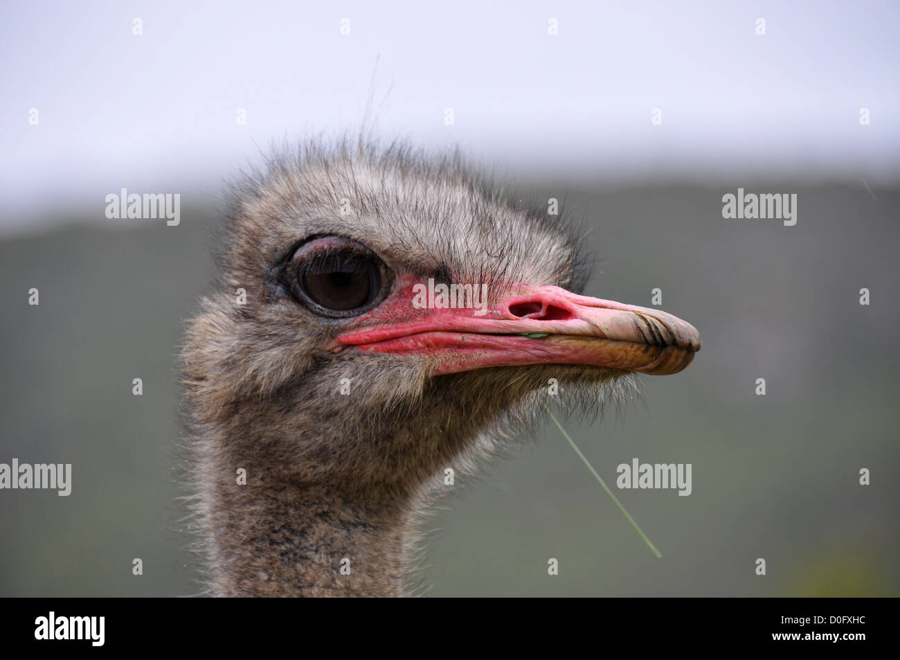 Occhio di struzzo immagini e fotografie stock ad alta risoluzione - Alamy