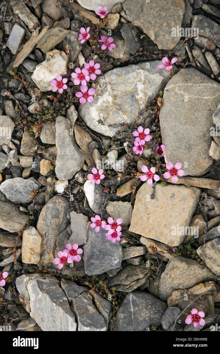 Purple Saxifrage Saxifraga Oppositifolia In Immagini e Fotos Stock - Alamy