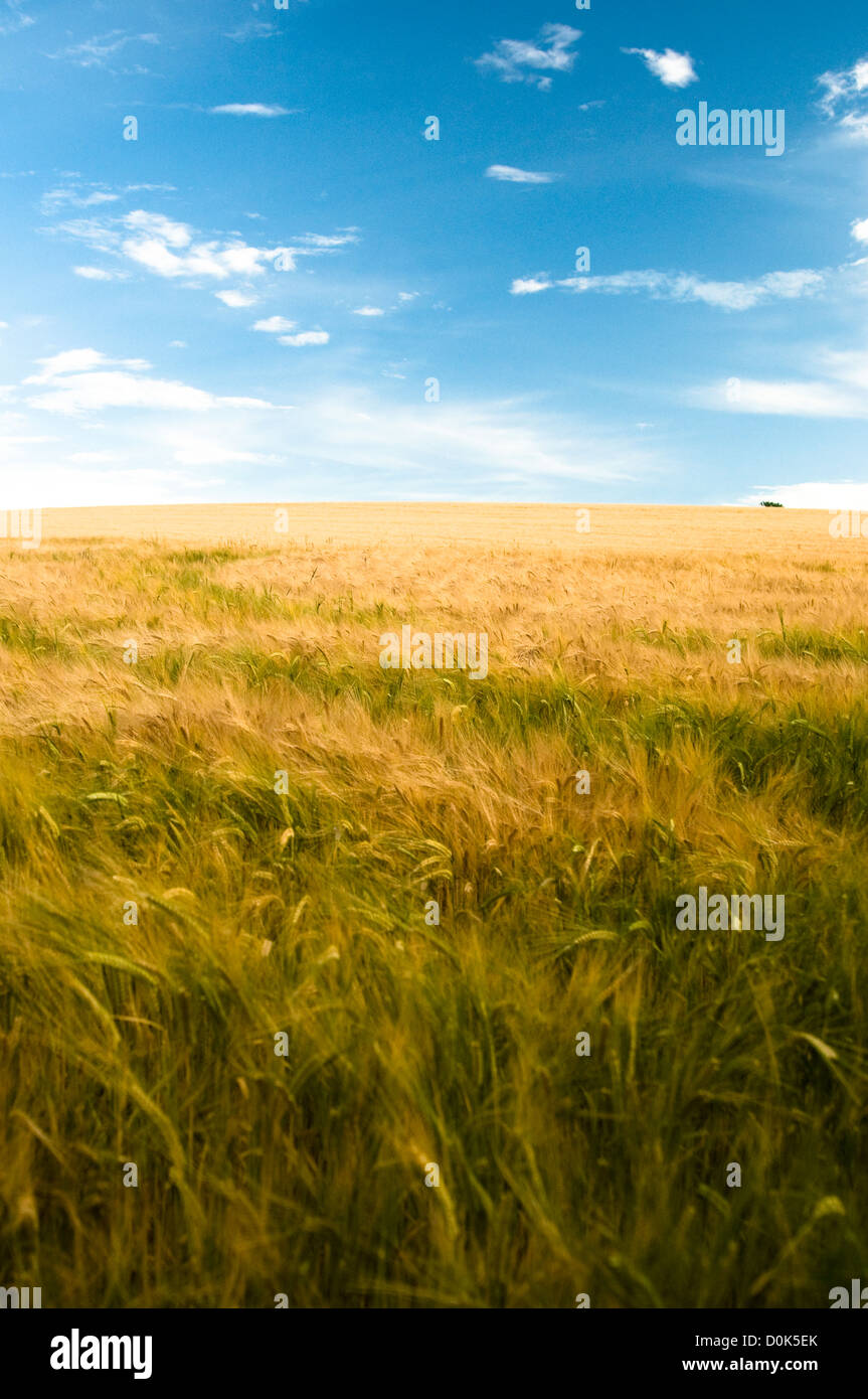 Campo di orzo in immagini e fotografie stock ad alta risoluzione - Alamy