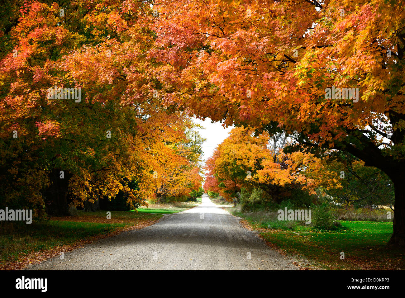 Strada di campagna con colorati cadono le foglie degli alberi di ...