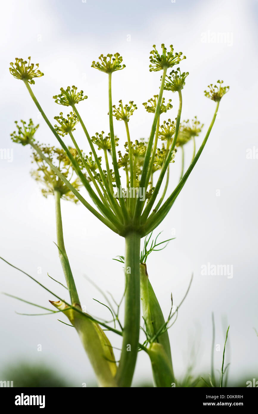 Fiori di finocchio immagini e fotografie stock ad alta risoluzione - Alamy