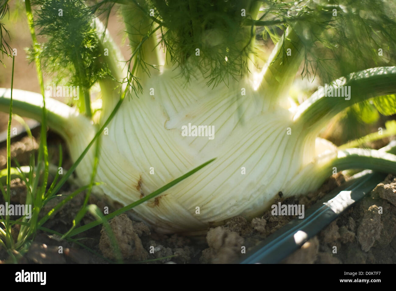 Pianta di finocchio immagini e fotografie stock ad alta risoluzione - Alamy