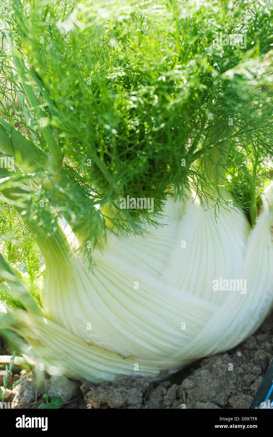 Pianta di finocchio immagini e fotografie stock ad alta risoluzione - Alamy