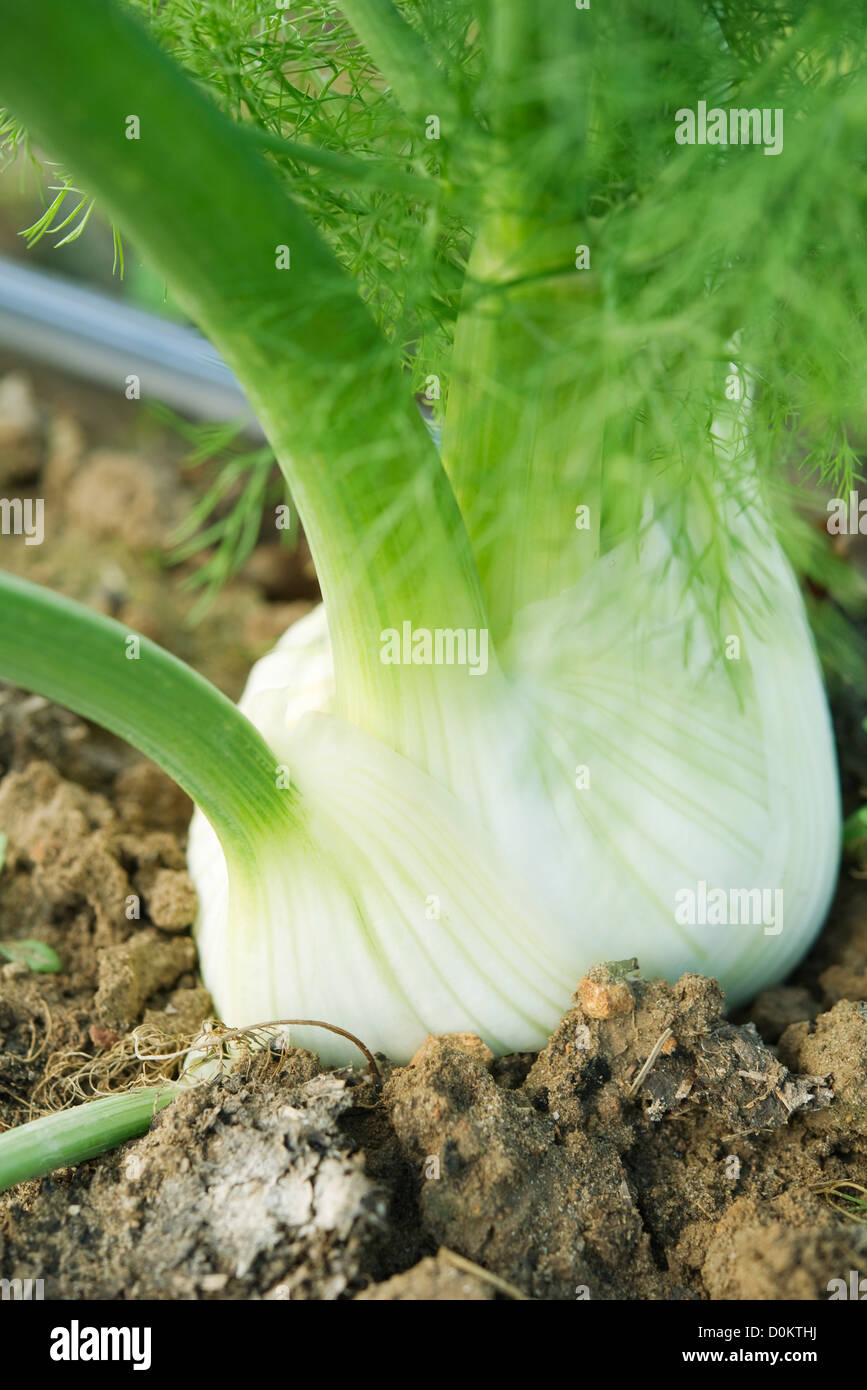 Pianta di finocchio immagini e fotografie stock ad alta risoluzione - Alamy