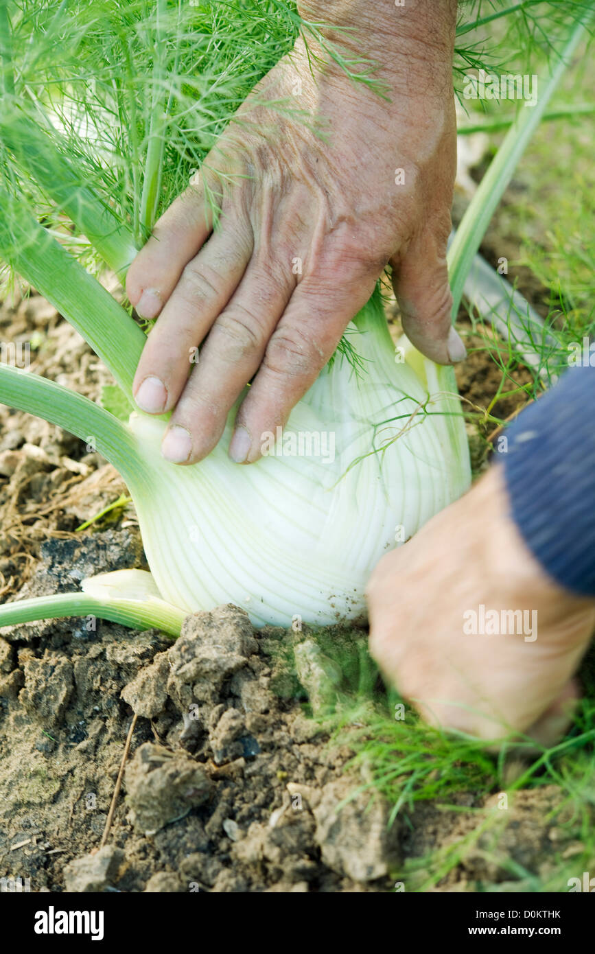 Pianta di finocchio immagini e fotografie stock ad alta risoluzione - Alamy