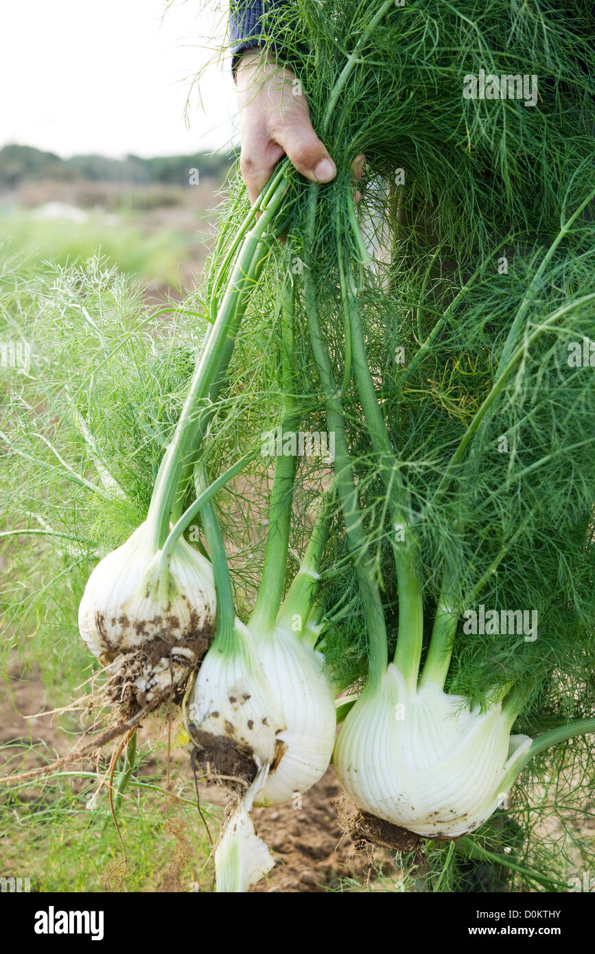 Pianta di finocchio immagini e fotografie stock ad alta risoluzione - Alamy