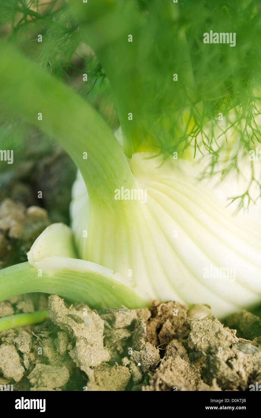Bulbo della pianta di finocchio immagini e fotografie stock ad alta ...