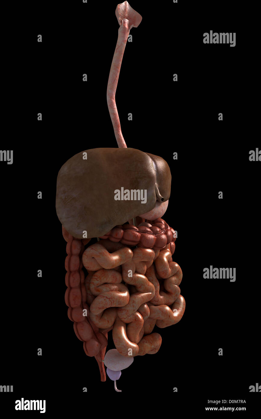 Canale alimentare anatomia immagini e fotografie stock ad alta ...