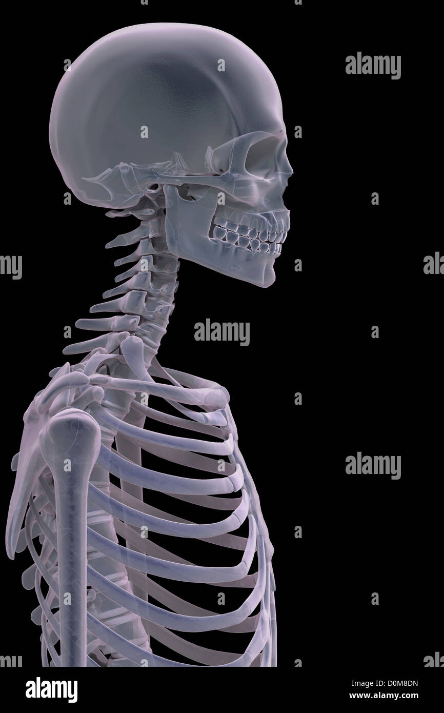 Disegno Della Testa Dello Scheletro Vista Laterale 50.733 Scheletro